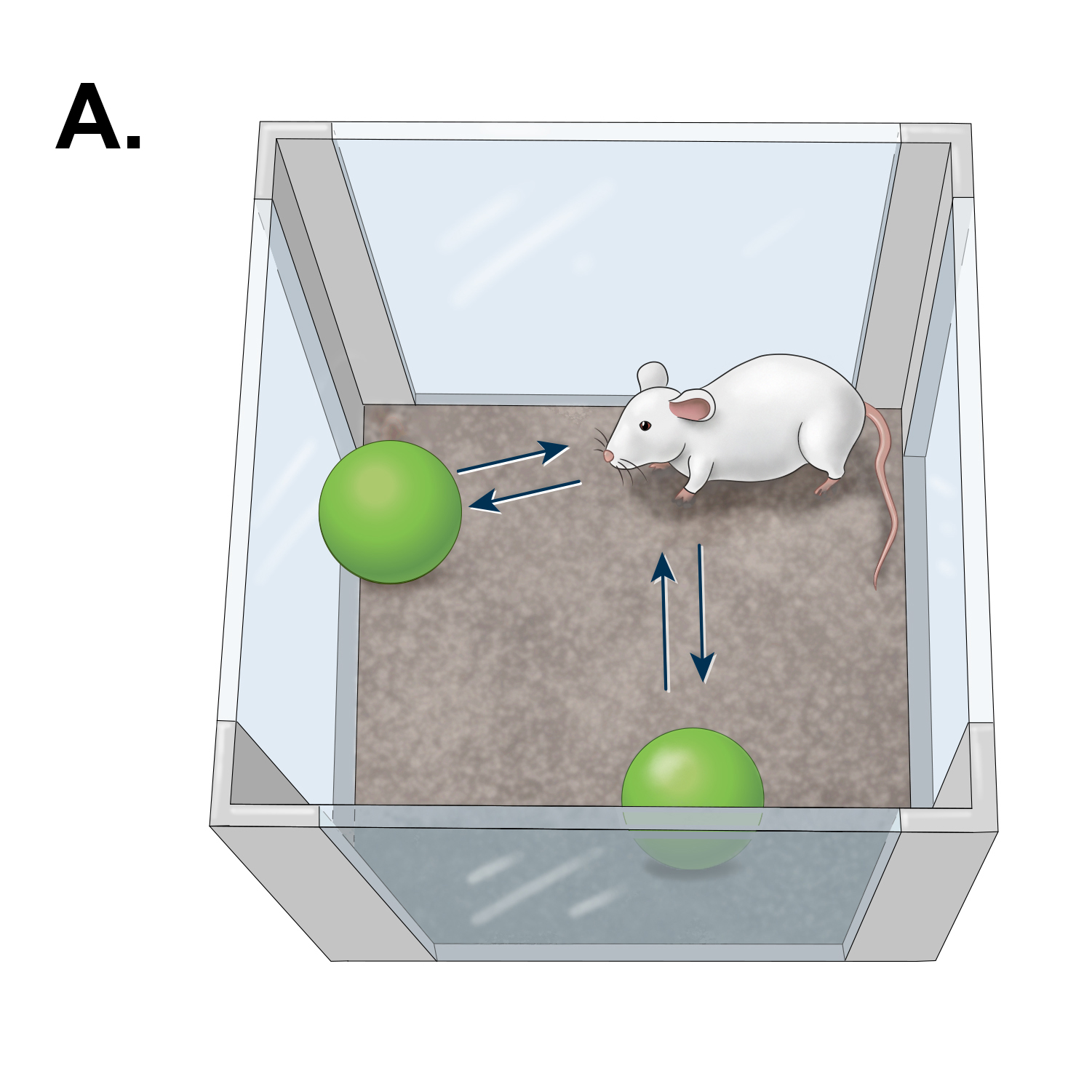 Two-Trial Novel Object Recognition Task Two-Trial Novel Object Recognition Task